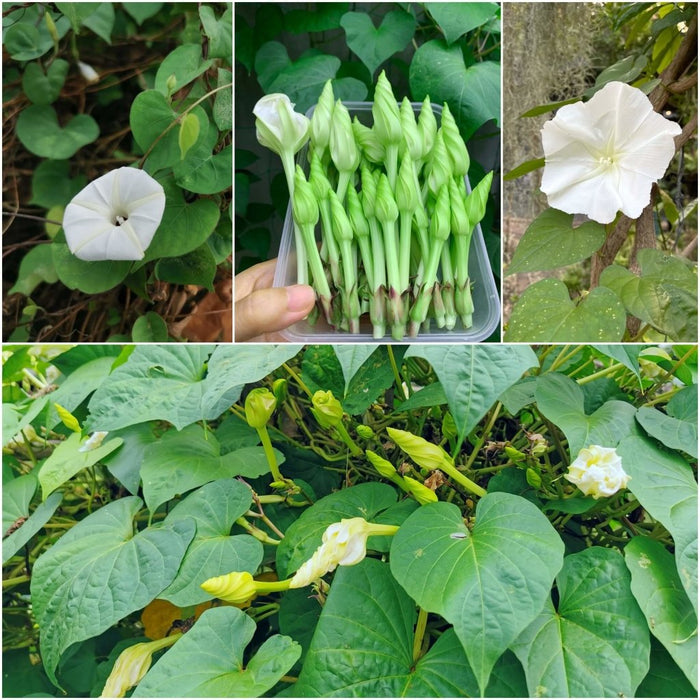 Buy Moon Flower seeds Online | Happy Valley Seeds