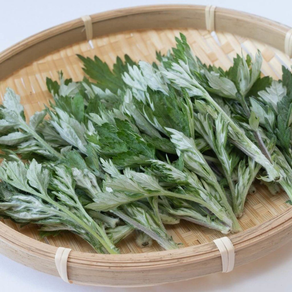 Mugwort - Japanese Yomogi seeds