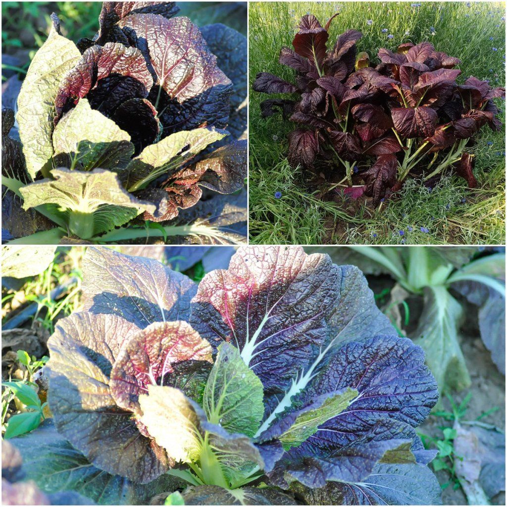 Buy Mustard - Japanese Giant Garnet seeds Online | Happy Valley Seeds