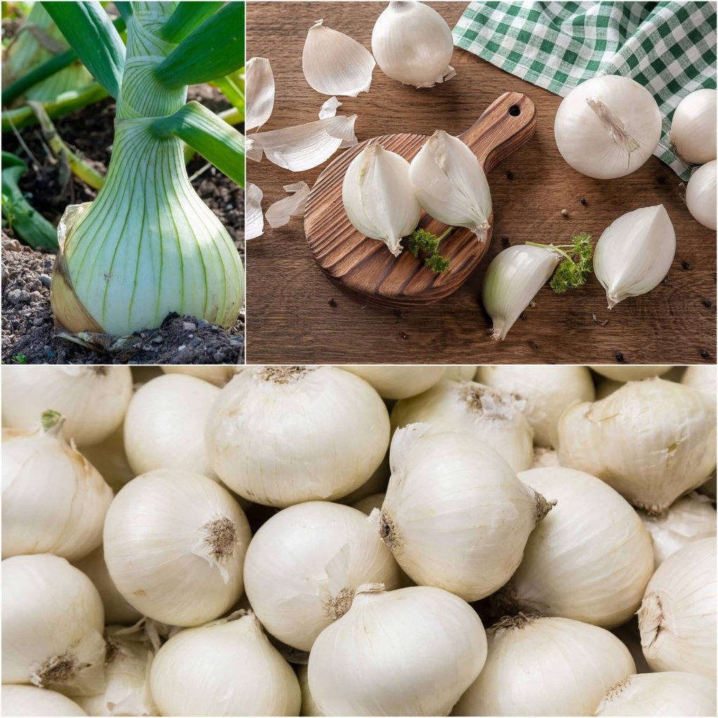 White Onion Plant White Sweet Spanish Onion Seeds – Wildrose