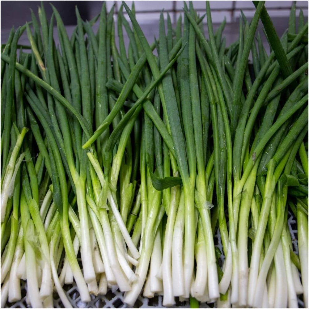 Buy Onion (Spring) seeds Online | Happy Valley Seeds