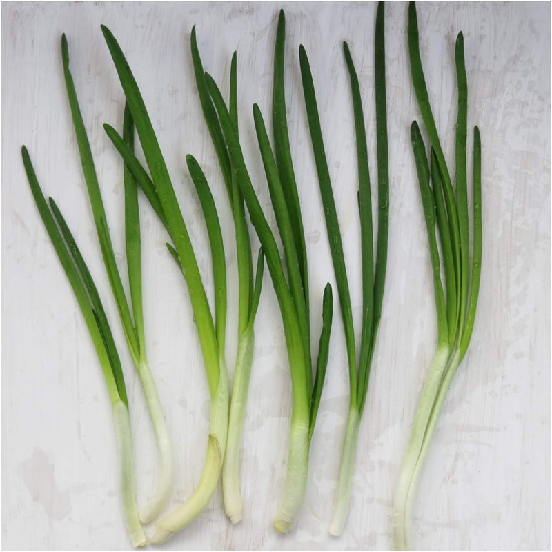 Buy Onion (Spring) seeds Online | Happy Valley Seeds