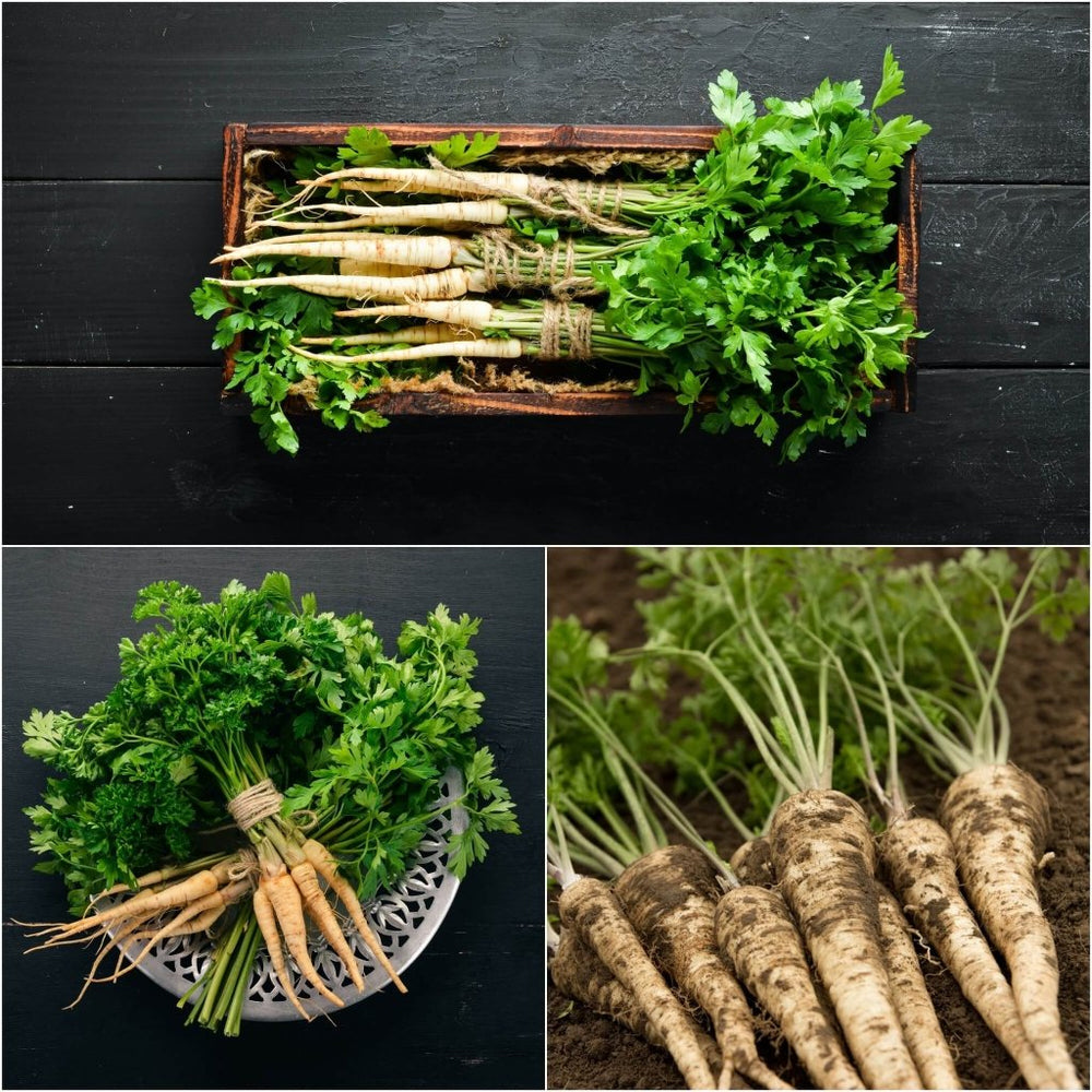 Buy Herb seeds Online | Happy Valley Seeds – Page 3