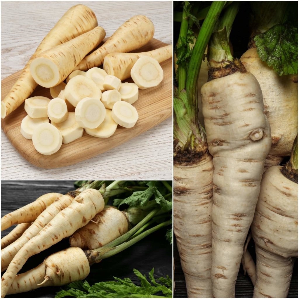 Buy Parsnip - White Gem seeds Online | Happy Valley Seeds