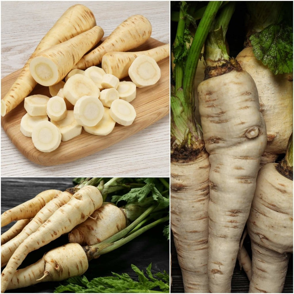 Buy Parsnip - White Gem seeds Online | Happy Valley Seeds