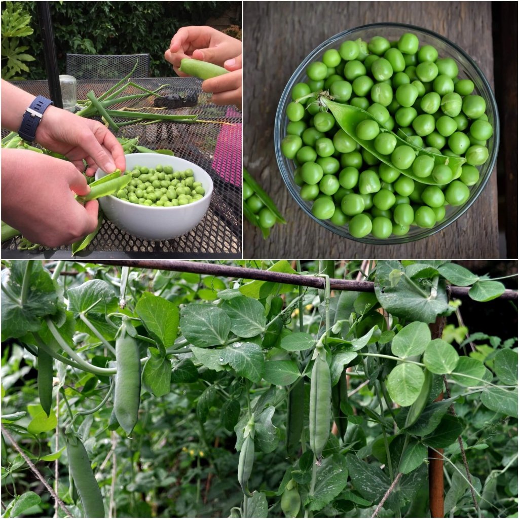 Pea Seeds - Assorted Shelling Pea - 3 Packs