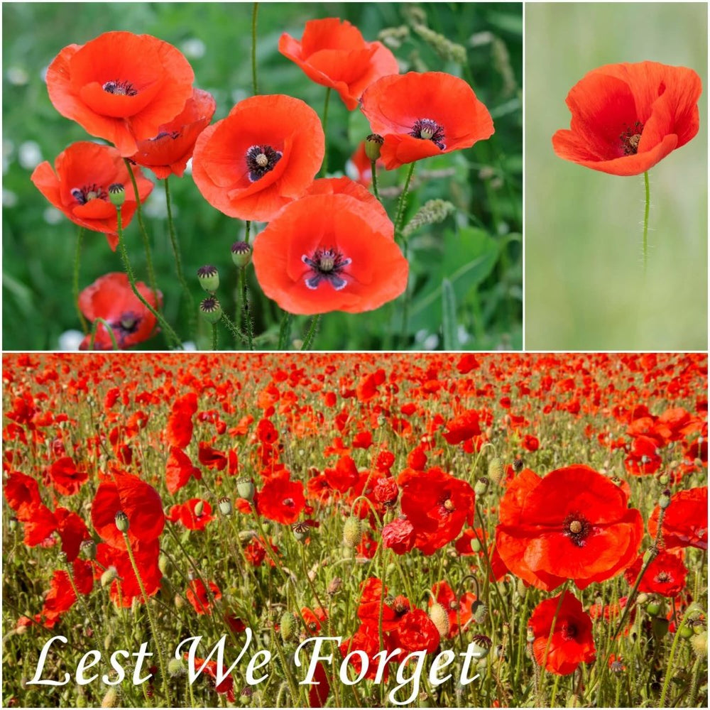 Buy Poppy - Single Red Flanders Remembrance seeds Online | Happy Valley ...