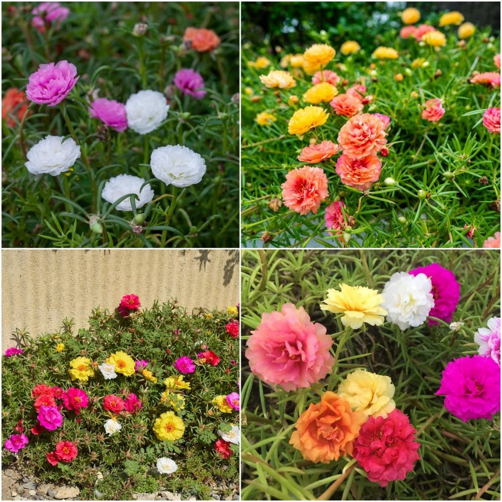 Buy Portulaca - Double Flowered Mixed seeds Online | Happy Valley Seeds