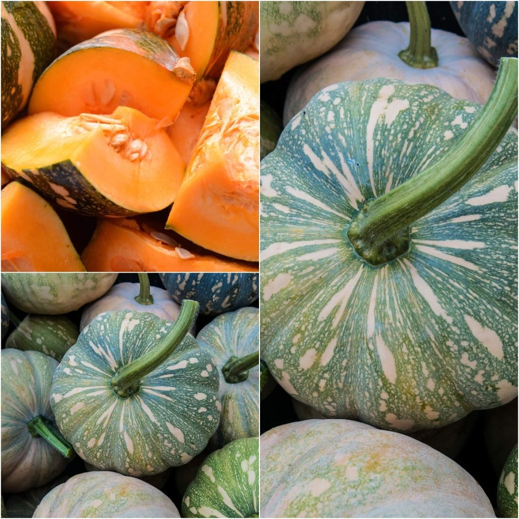 Pumpkin - Jap/ Kent seeds