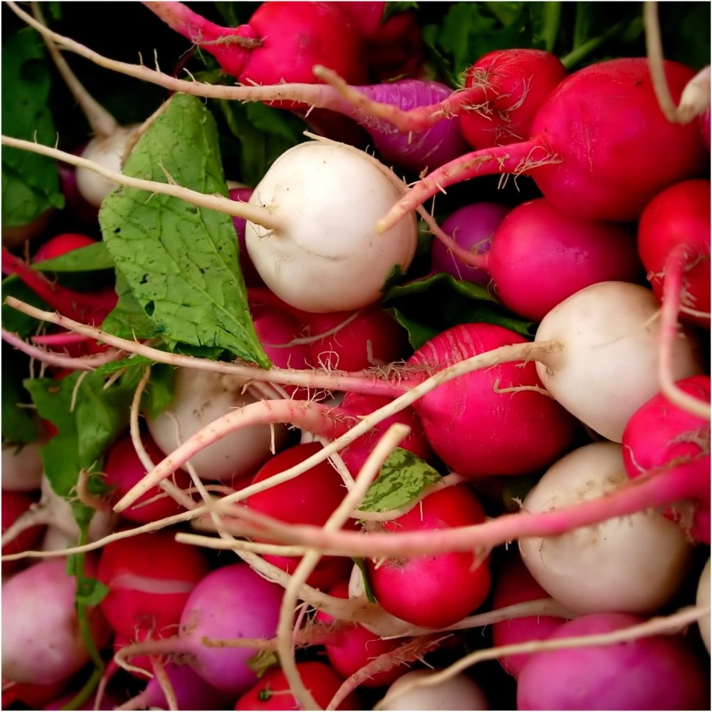 Buy Radish seeds Online | Happy Valley Seeds