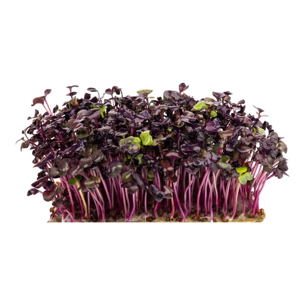 Buy Radish Sango seeds (Sprout) Online | Happy Valley Seeds