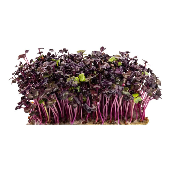 Radish Sango seeds (Sprout)