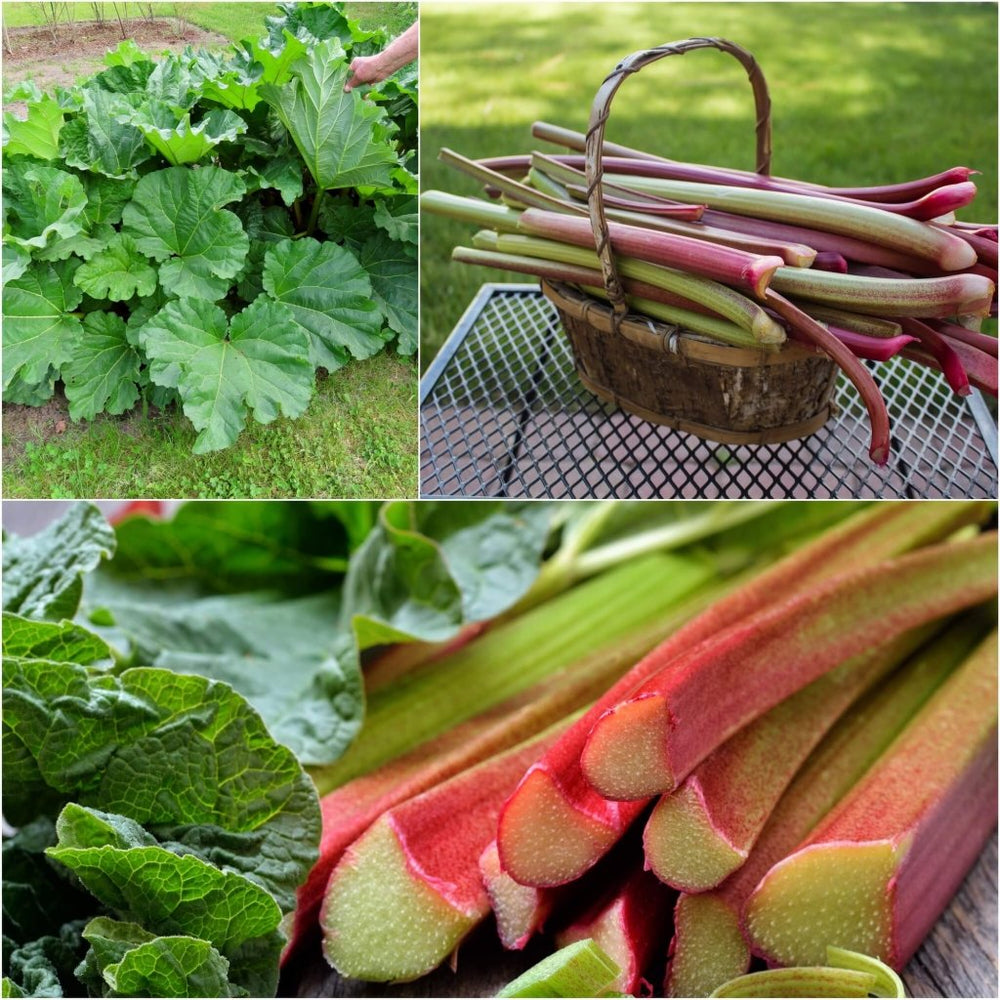 Buy Rhubarb seeds Online | Happy Valley Seeds