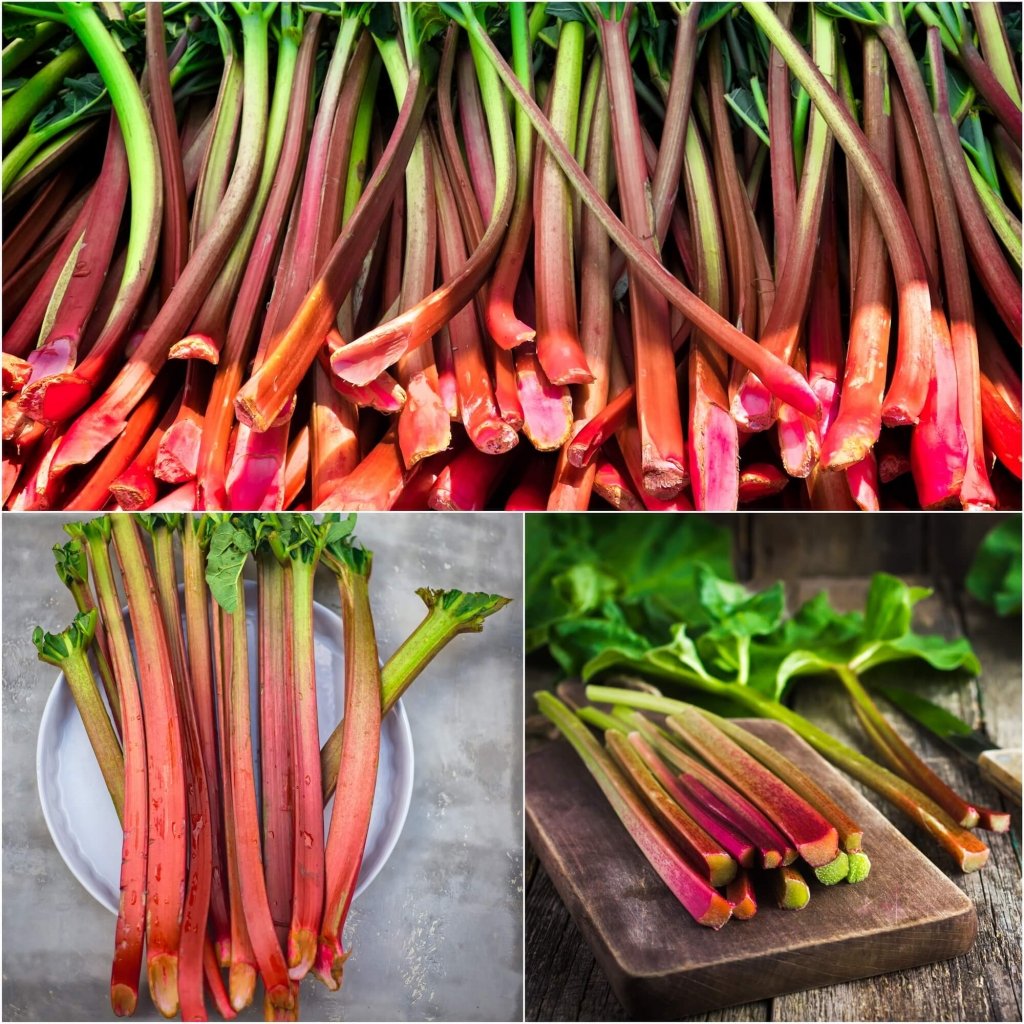 Rhubarb seeds