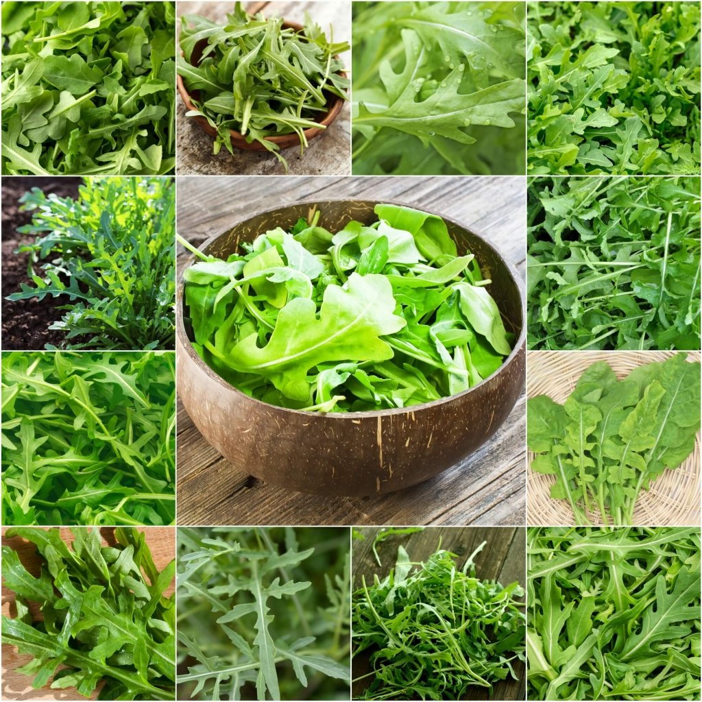 Buy Rocket seeds Online | Happy Valley Seeds