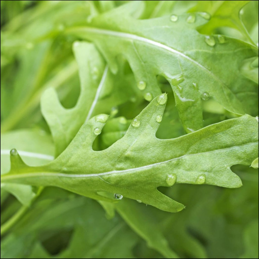 Rocket seeds