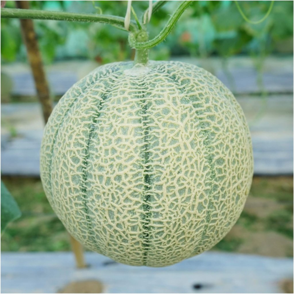 Buy Rockmelon seeds Online | Happy Valley Seeds