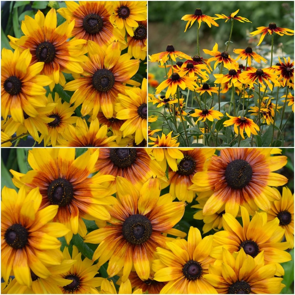 Buy Rudbeckia seeds Online | Happy Valley Seeds