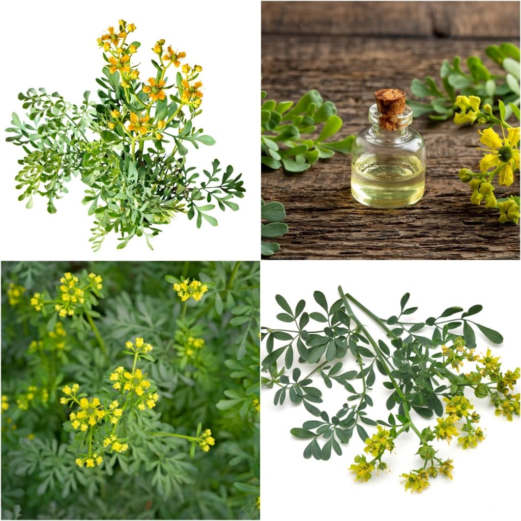 Buy Rue seeds Online | Happy Valley Seeds