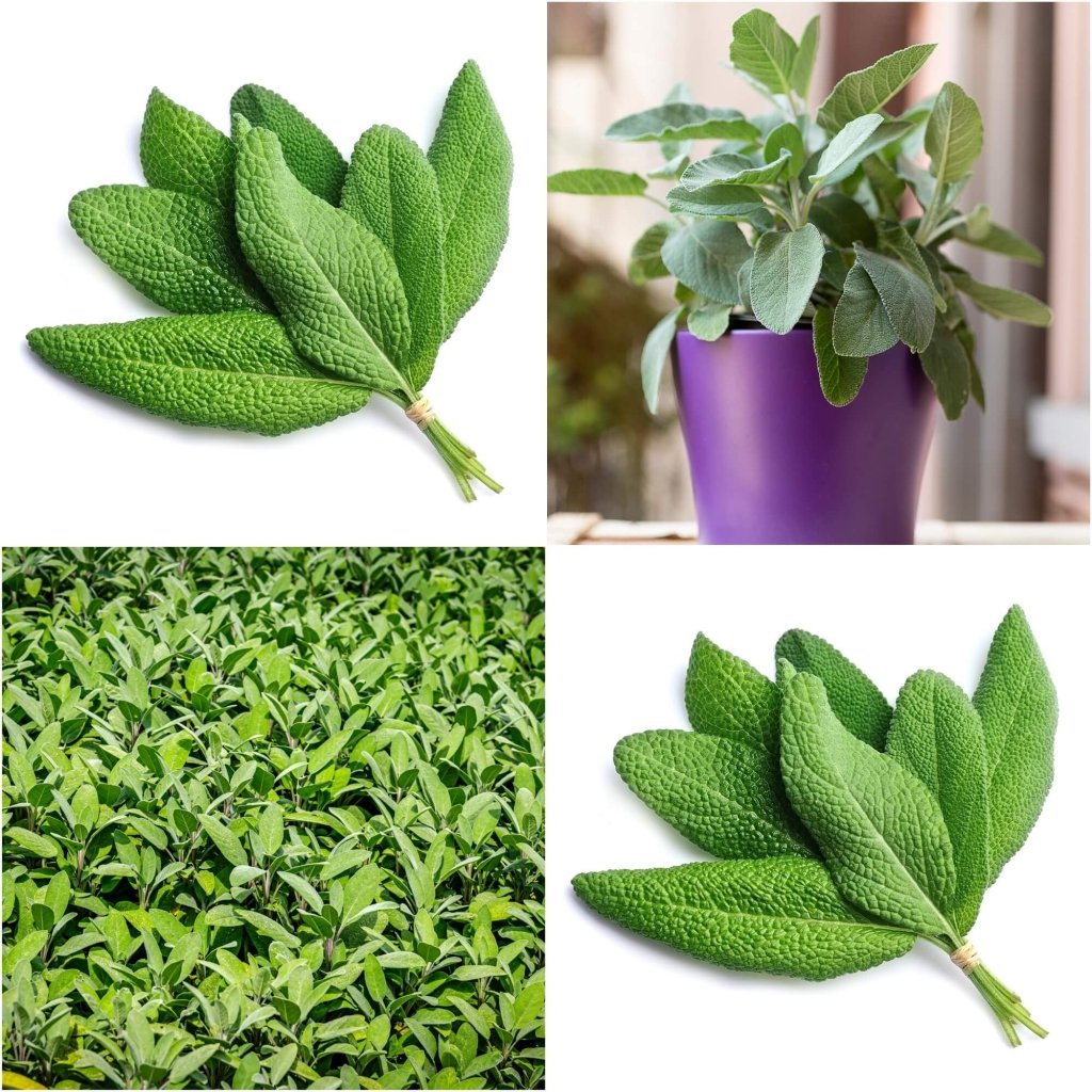 Sage Medicinal Varieties Sage: 5 Stunning Health Benefits Of The