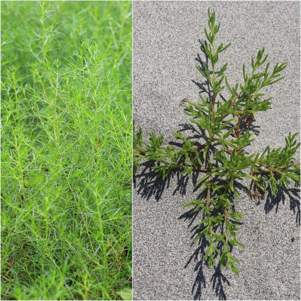 Saltwort seeds