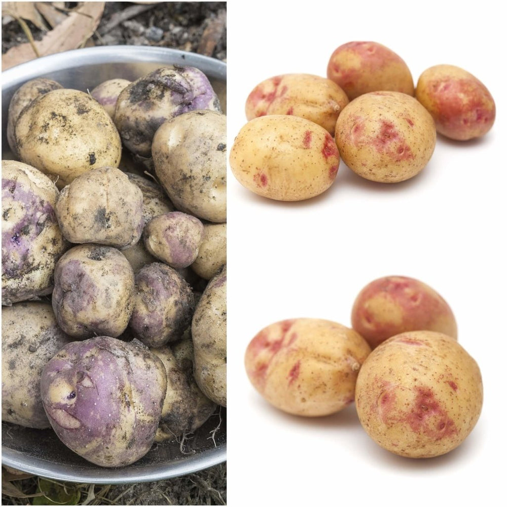 Buy Seed Potato Online | Happy Valley Seeds