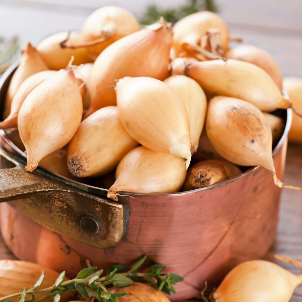 Buy Seasonals Online | Happy Valley Seeds – Page 2