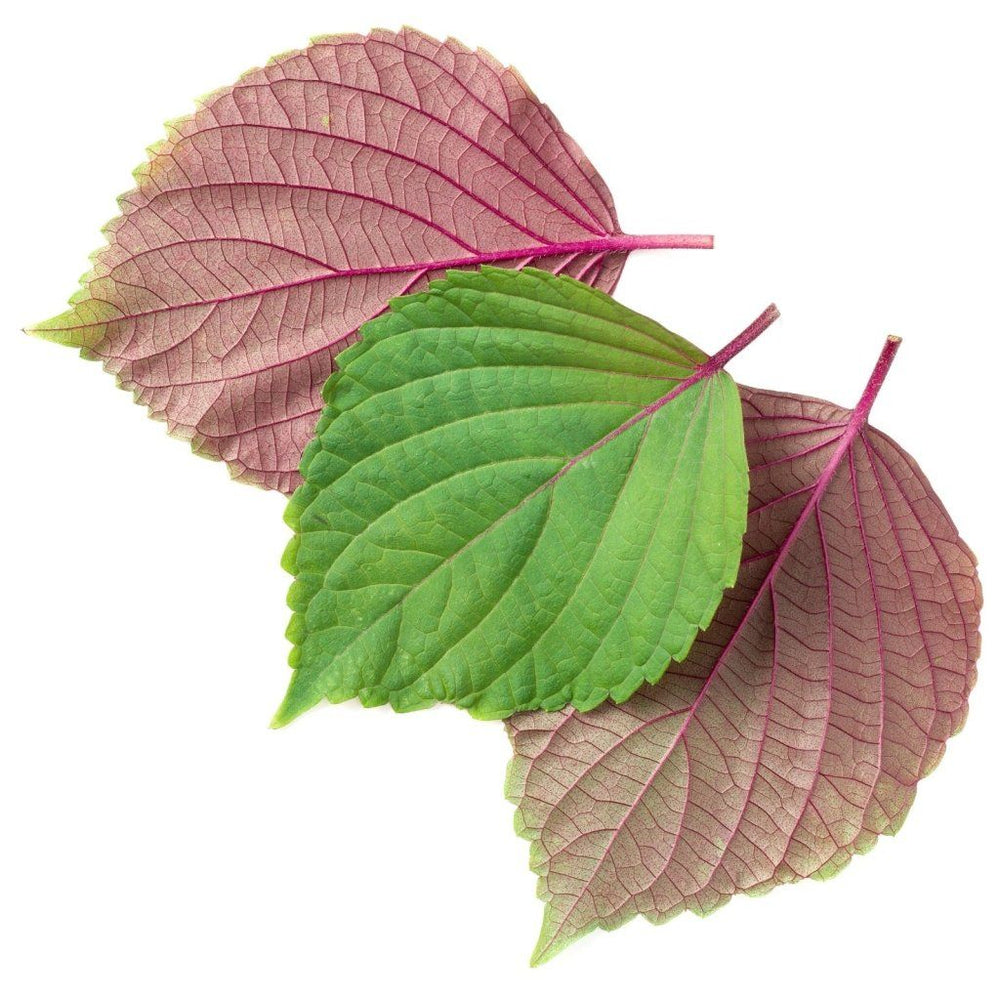 Buy Shiso - Hojiso (Perilla) seeds Online | Happy Valley Seeds