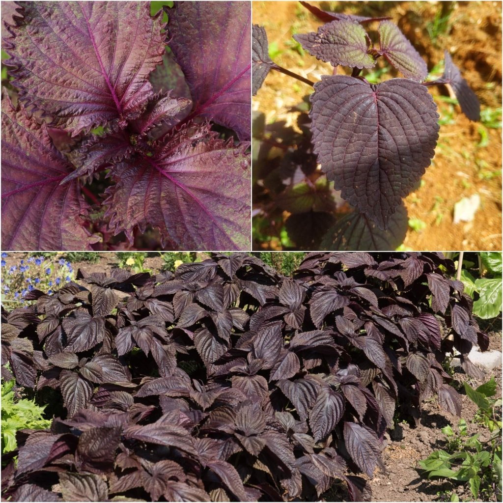 Buy Shiso - Japanese Red (Perilla) seeds Online | Happy Valley Seeds