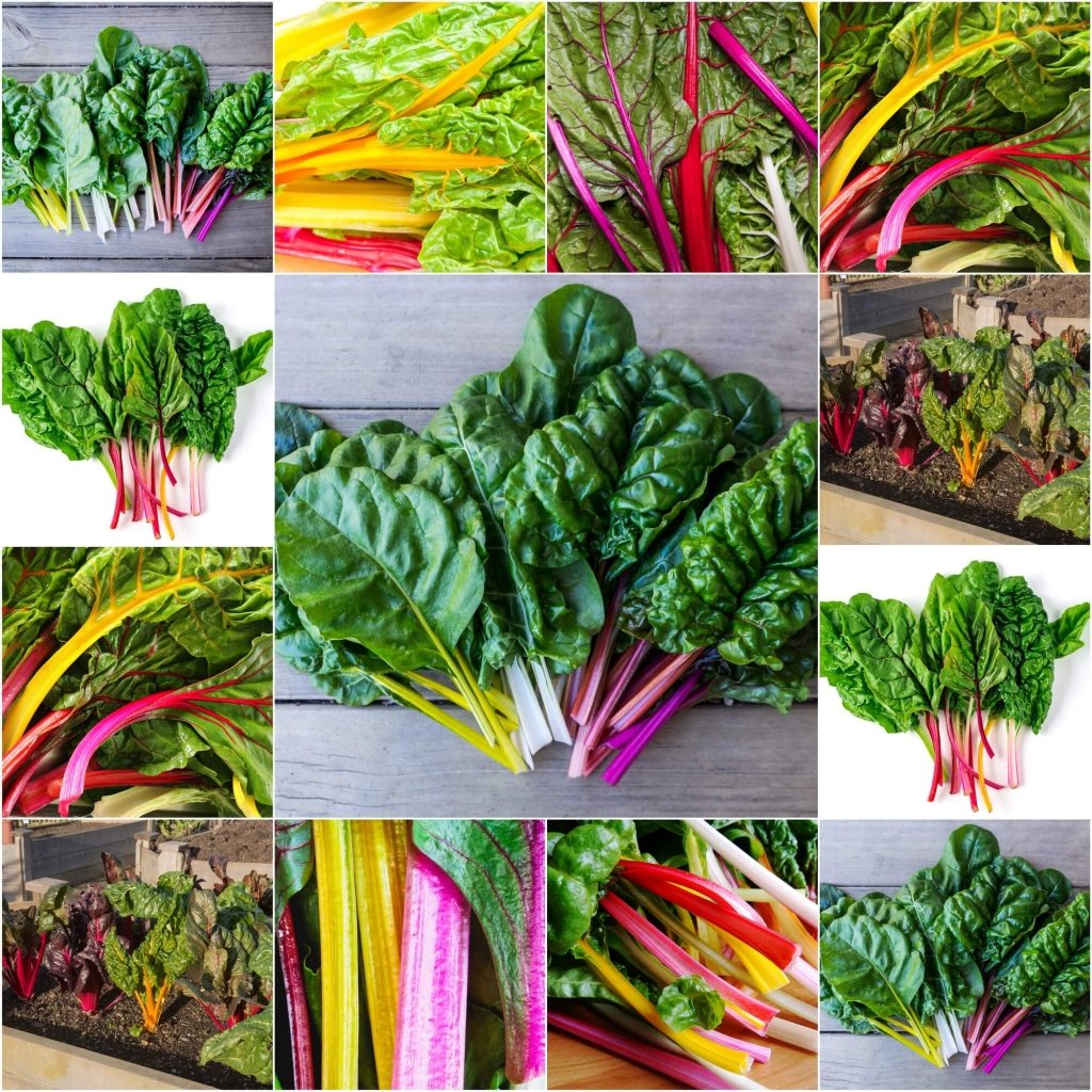 Buy Silverbeet Seeds Online | Happy Valley Seeds