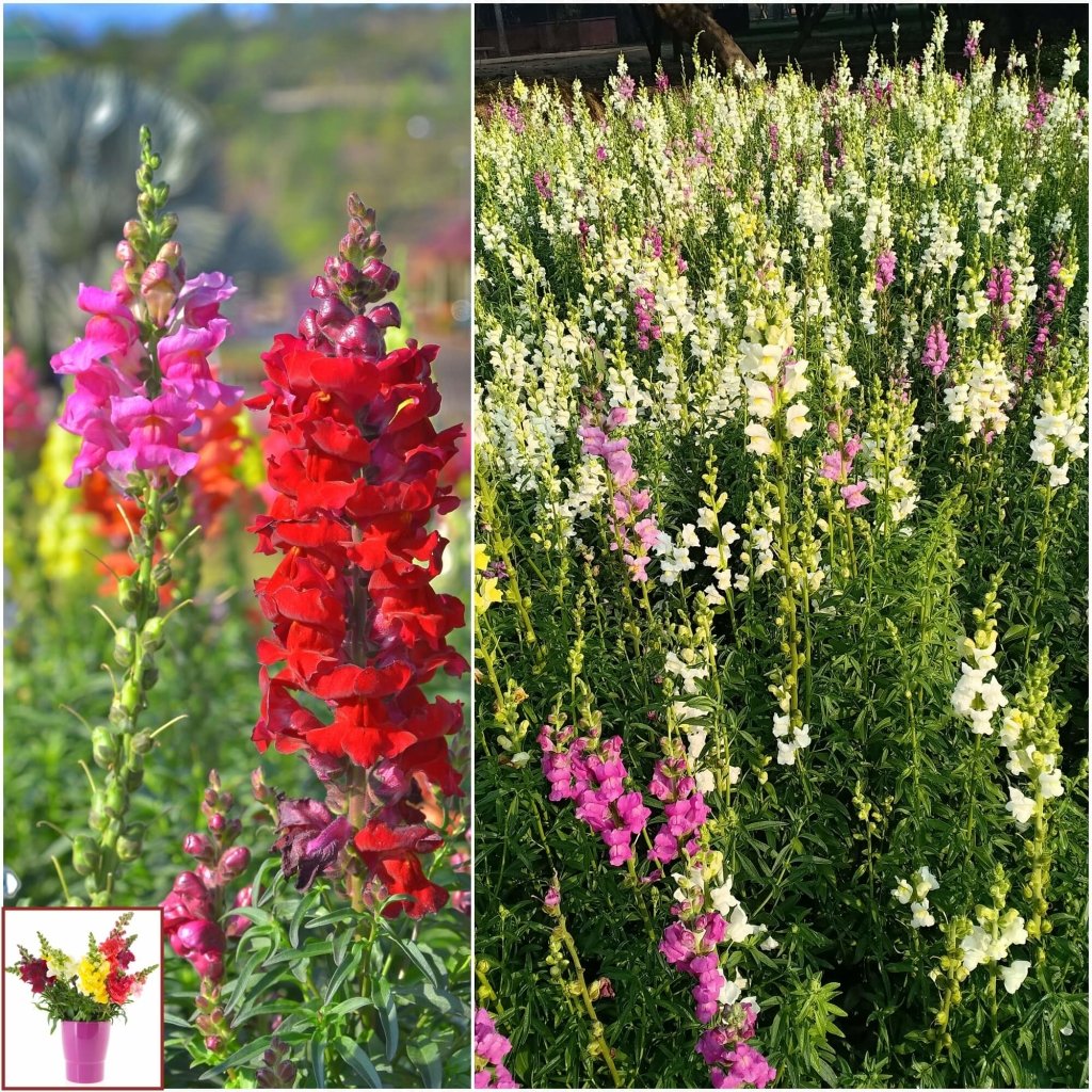 Buy Snapdragon seeds Online | Happy Valley Seeds