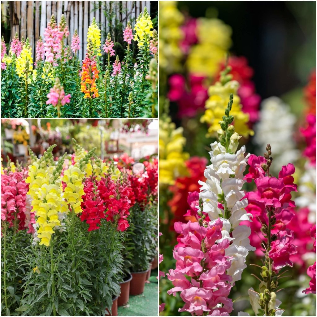 Buy Snapdragon - Mix seeds Online | Happy Valley Seeds