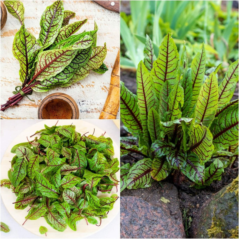 Sorrel Red seeds