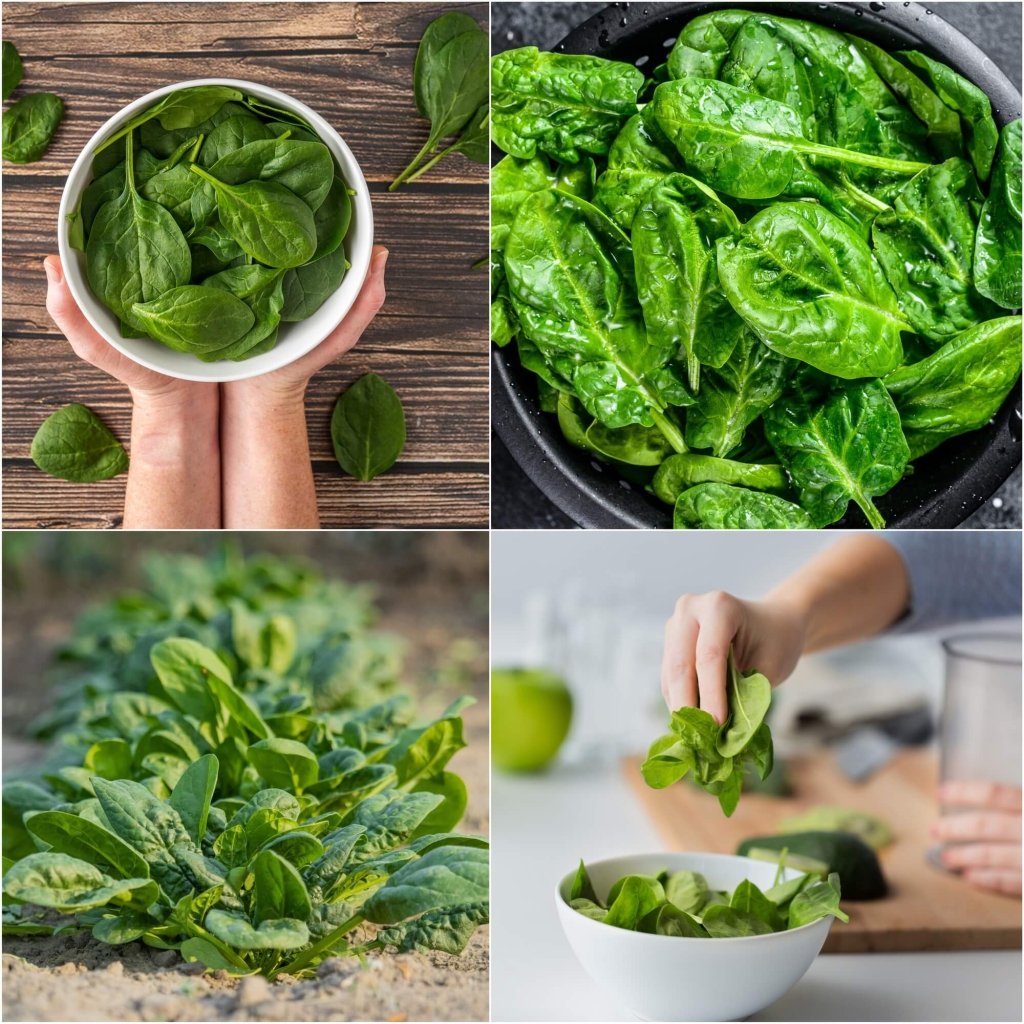 Buy Leafy Vegetable Seeds Online | Happy Valley Seeds
