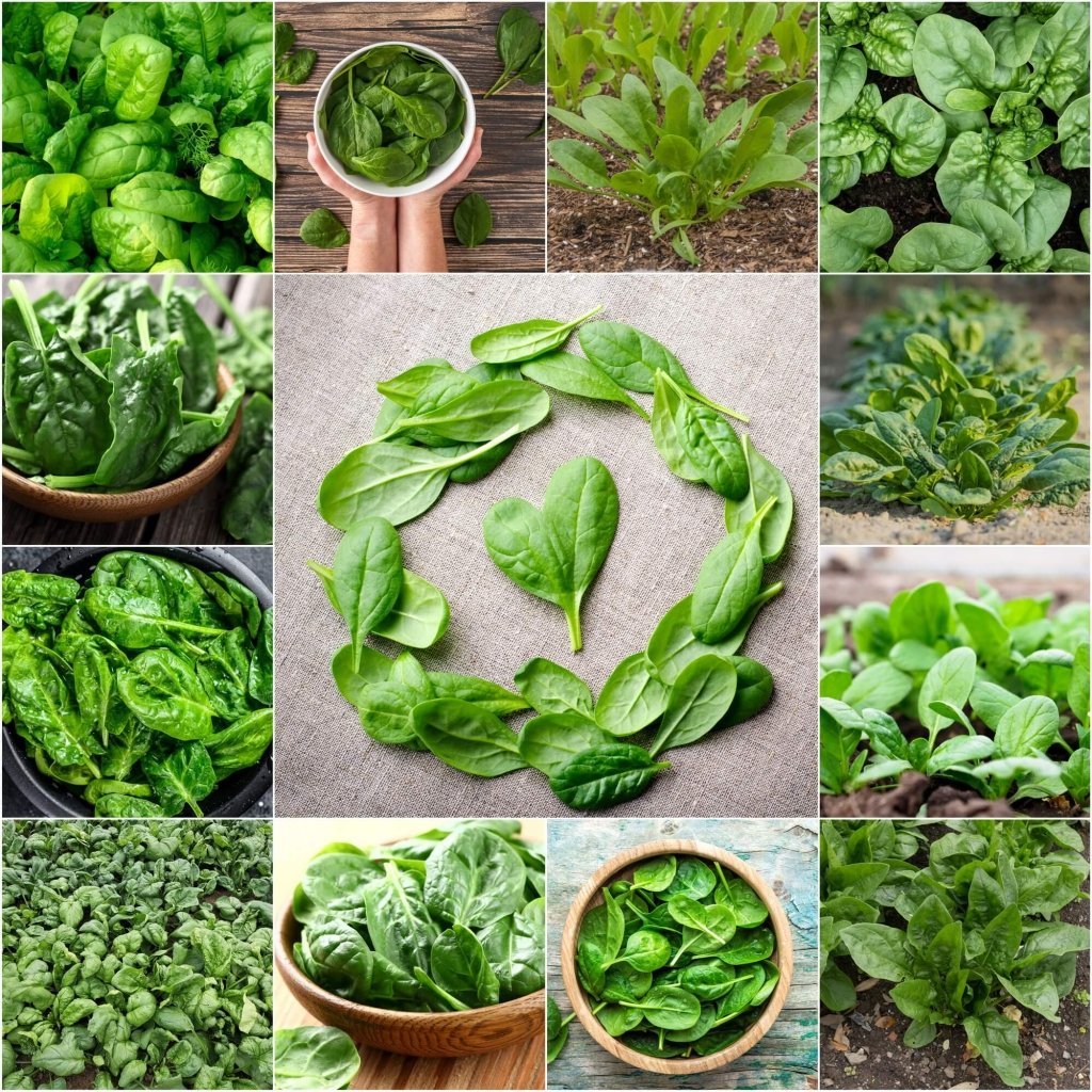 Buy Spinach - Heirloom Mix seeds Online | Happy Valley Seeds