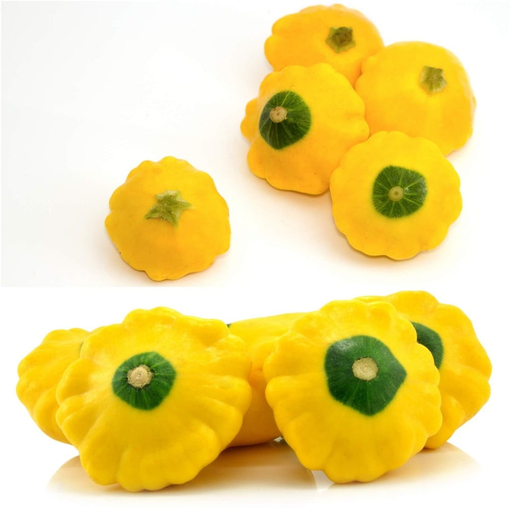 Squash - Sunburst F1 (Yellow Button) seeds