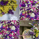 Buy Statice - Pacific Mix seeds Online | Happy Valley Seeds