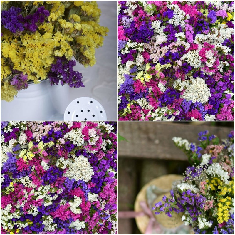Buy Statice - Pacific Mix seeds Online | Happy Valley Seeds