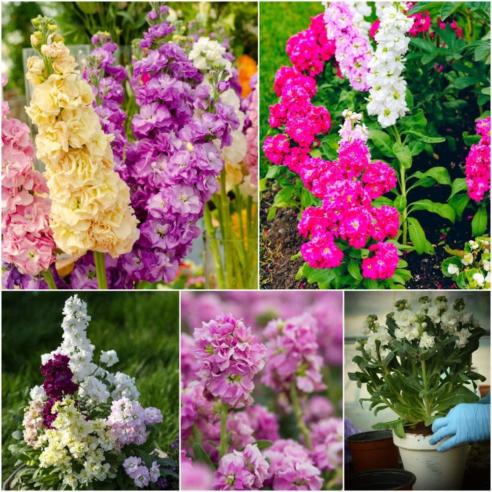 Buy Stock - Dwarf Ten Week Mixed seeds Online | Happy Valley Seeds