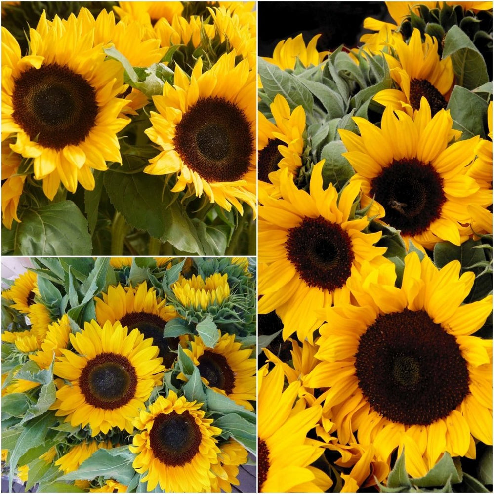 Buy Sunflower - Sunshine seeds Online | Happy Valley Seeds
