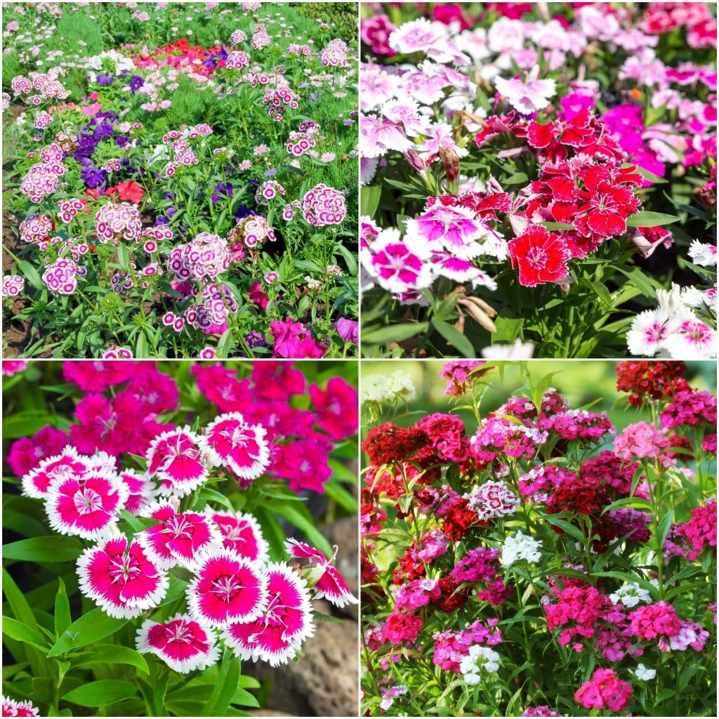 Buy Sweet William seeds Online | Happy Valley Seeds