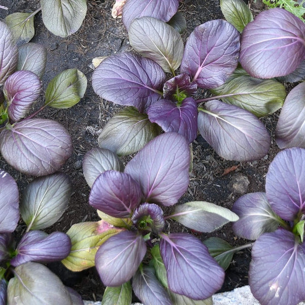 Tatsoi seeds