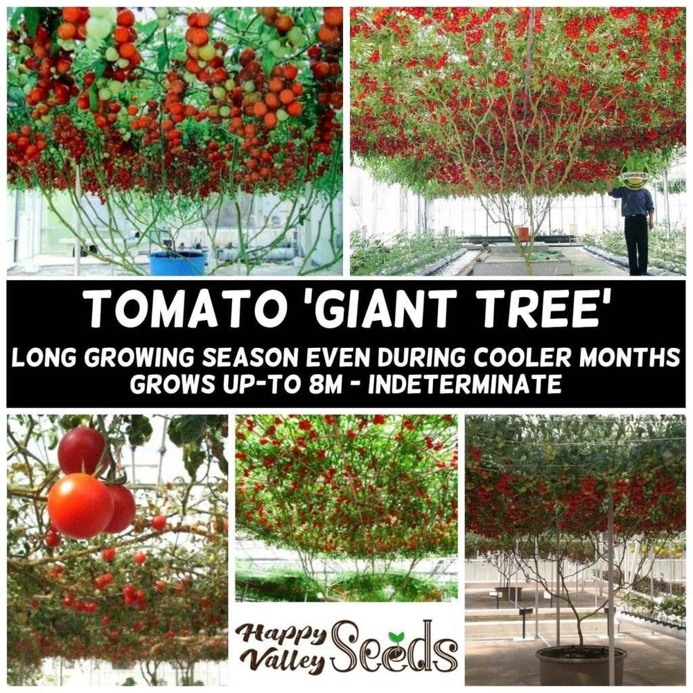Buy Tomato - Giant Tree seeds Online | Happy Valley Seeds