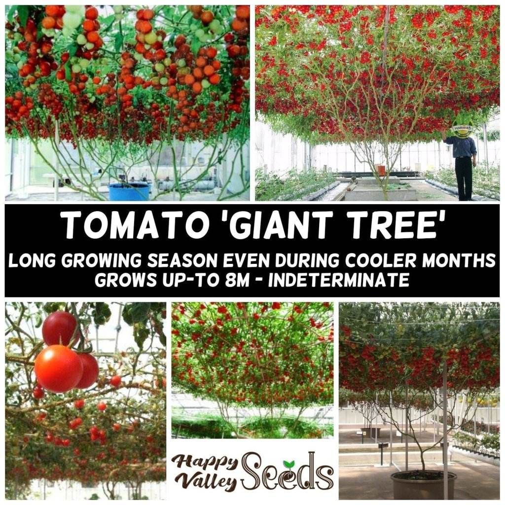 Buy Tomato - Giant Tree seeds Online | Happy Valley Seeds