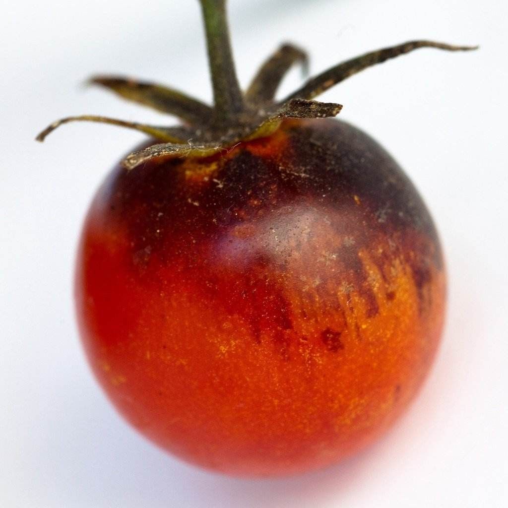 Buy Vegetable Seeds Online Australia | Happy Valley Seeds – Page 35