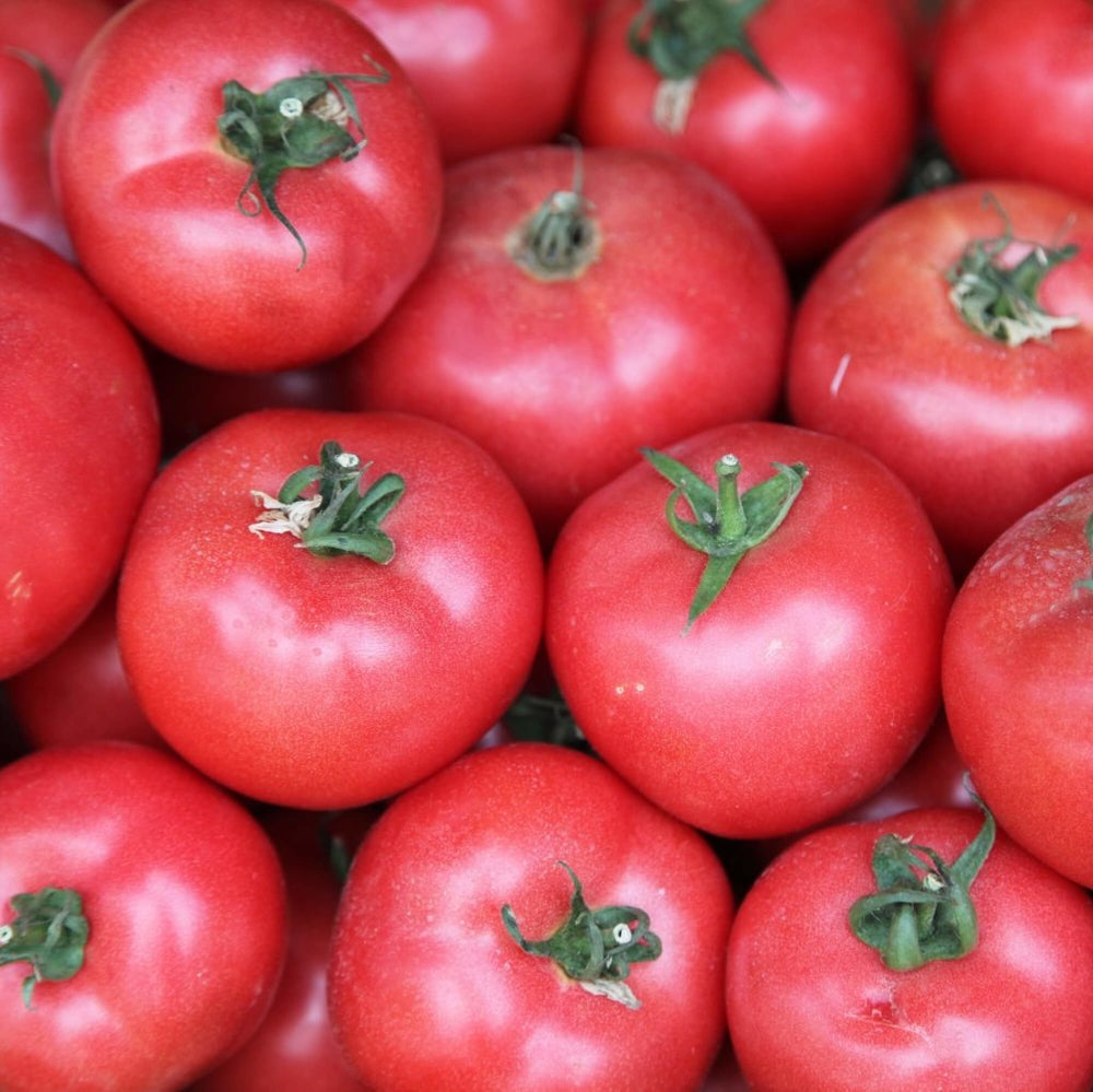 Buy Tomato - Ponderosa Pink seeds Online | Happy Valley Seeds