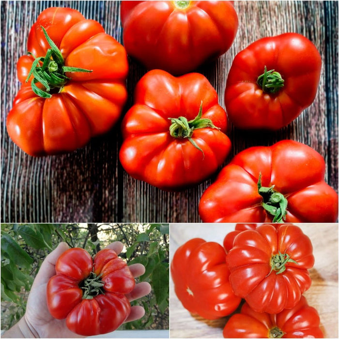 Buy Tomato - Rouge De Marmande Improved seeds Online | Happy Valley Seeds