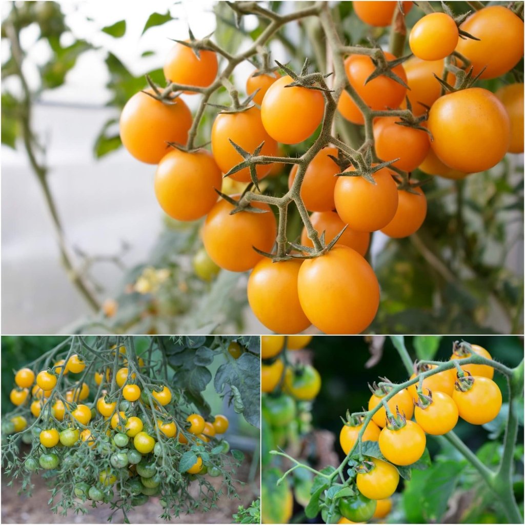 Tomato - Tomme Toe Yellow seeds