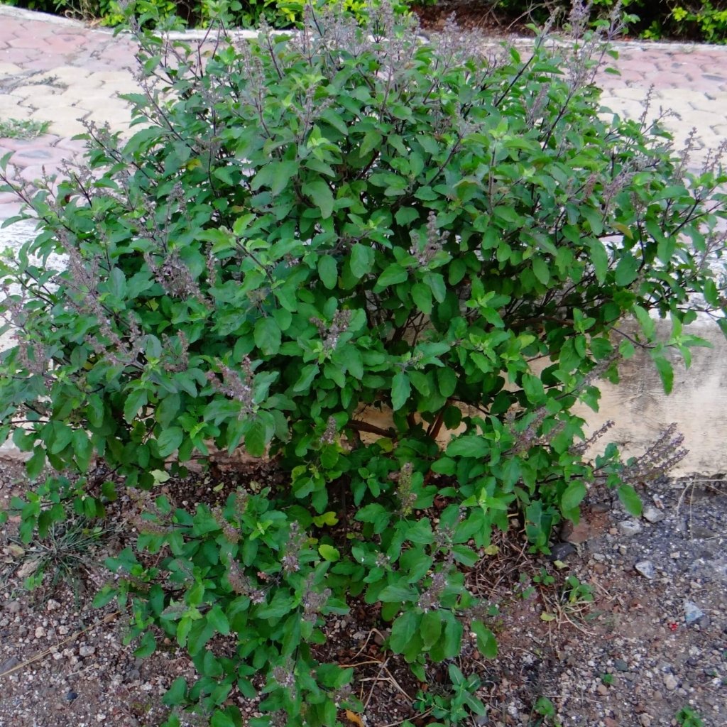 Buy Tulsi (Holy Basil) seeds Online | Happy Valley Seeds