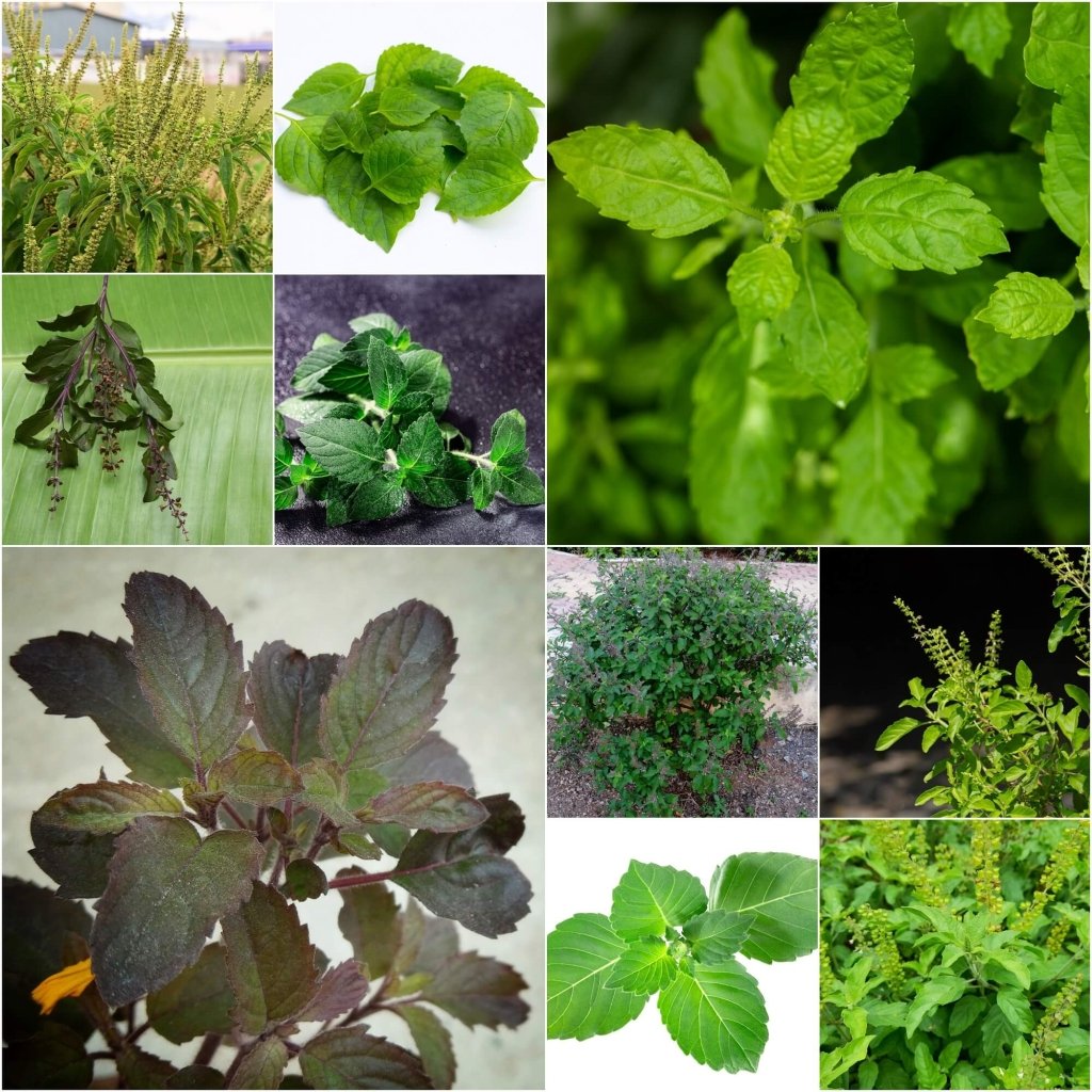 Tulsi (Holy Basil) seeds